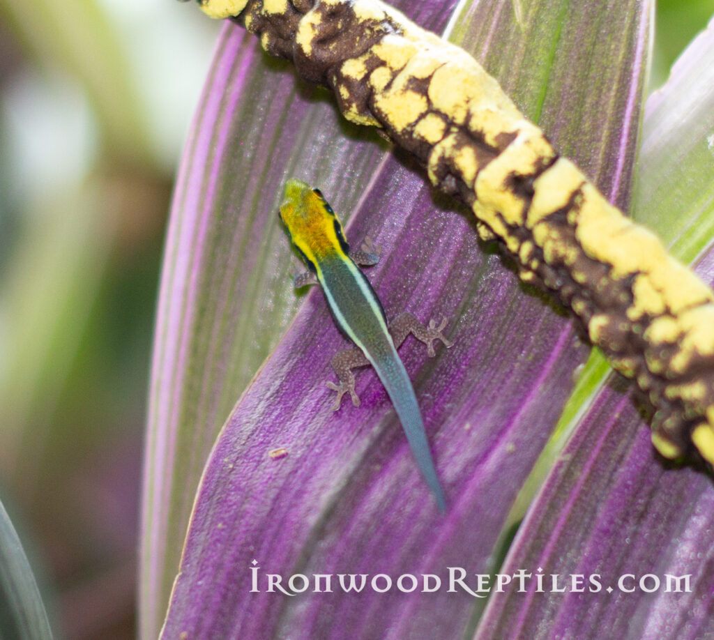 Neon Day Geckos – Ironwood Reptiles
