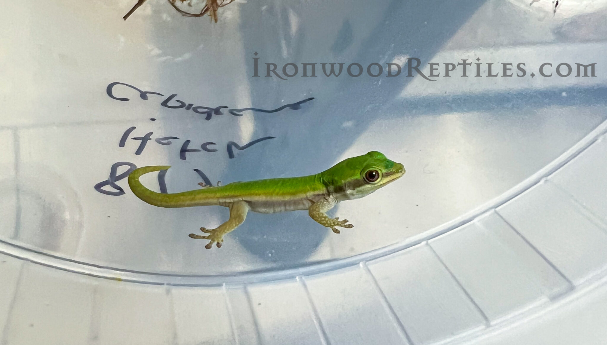 Blue-tailed (Cepediana) Day Geckos – Ironwood Reptiles